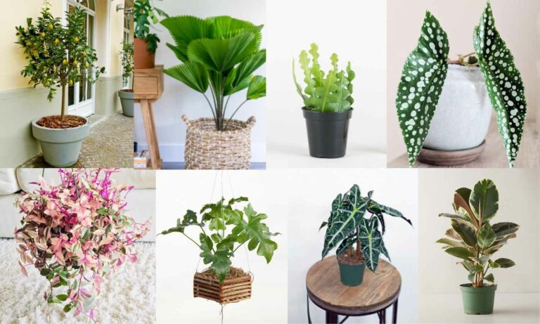 15 Rare Houseplants & Where To Find Them - Relaxing Decor